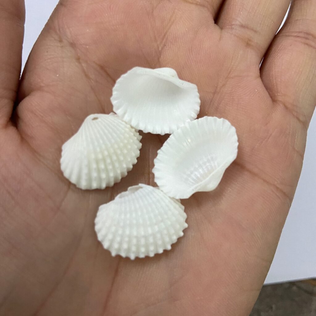White Sea Shells – Small ( With hole ) – Craftrootsindia
